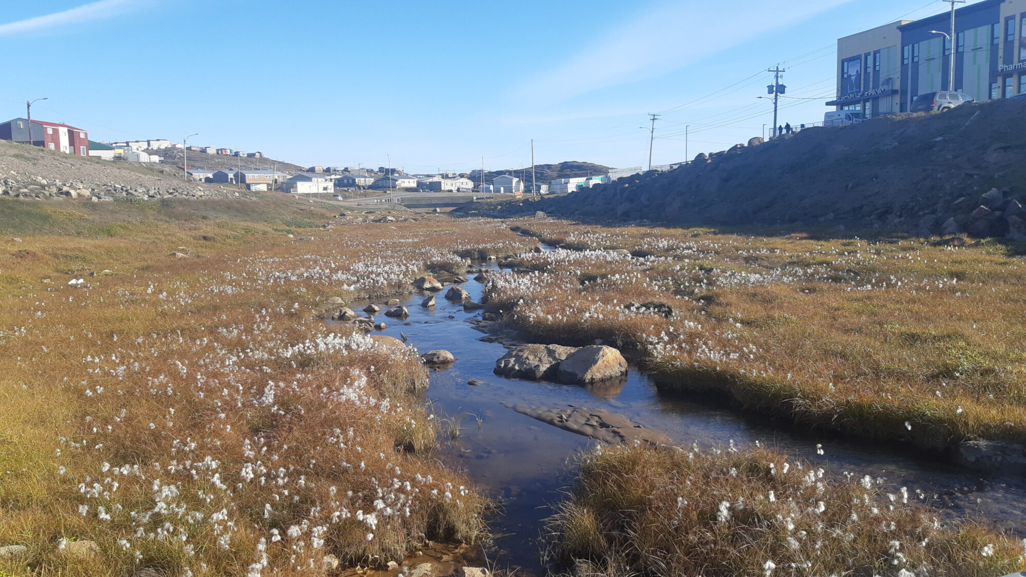 Arctic Predator – Kathleen Lippa